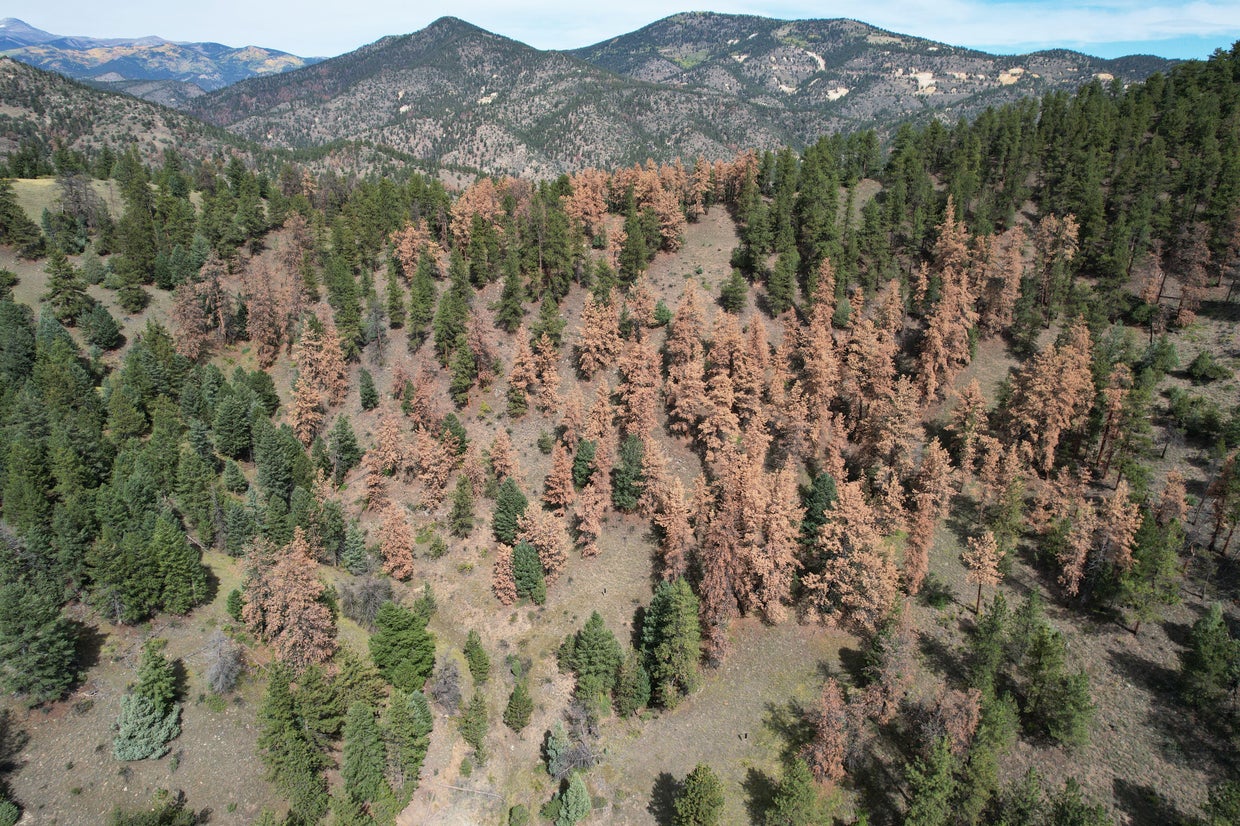 Colorado launches statewide response to growing pine beetle threat near ...