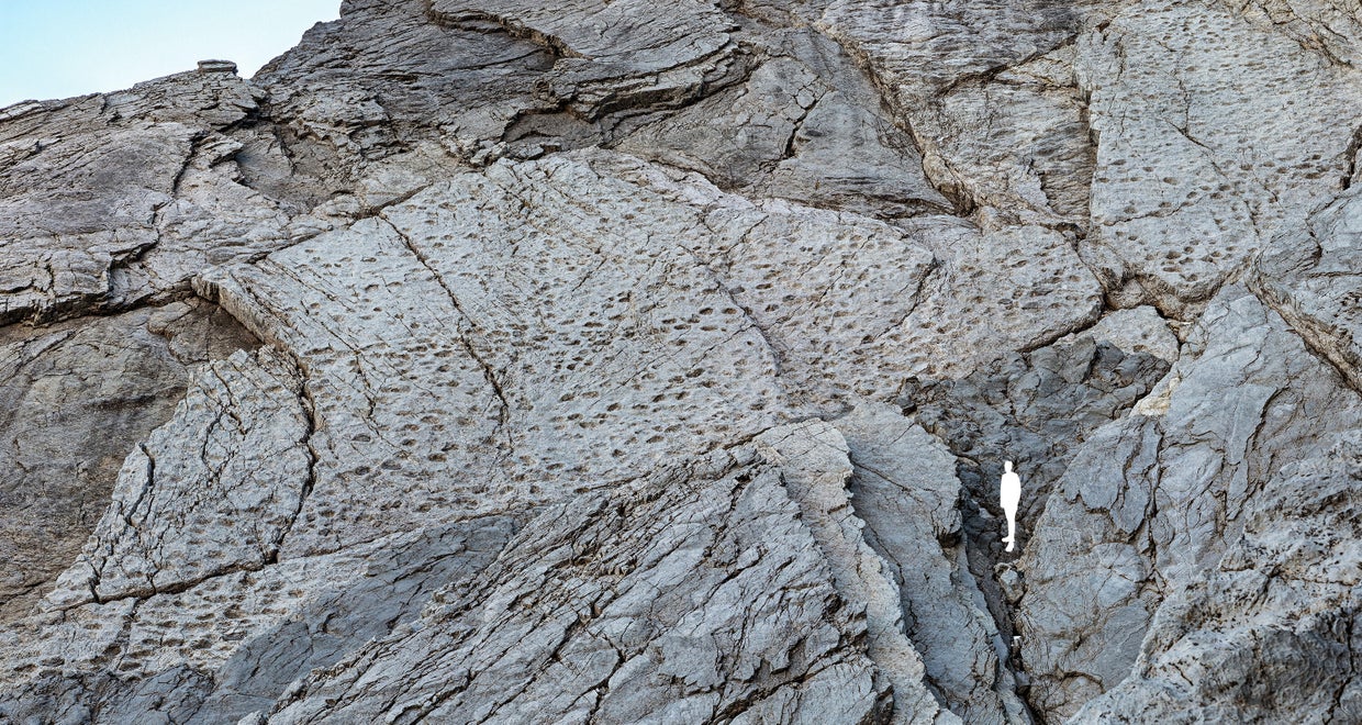 Dinosaur tracks showing "herds moving in synchrony" found in Italian ...