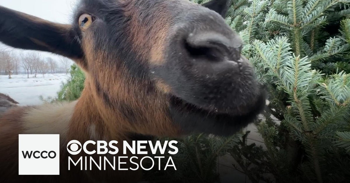 Goats on Elk River farm helping with Christmas tree, wreath disposal ...