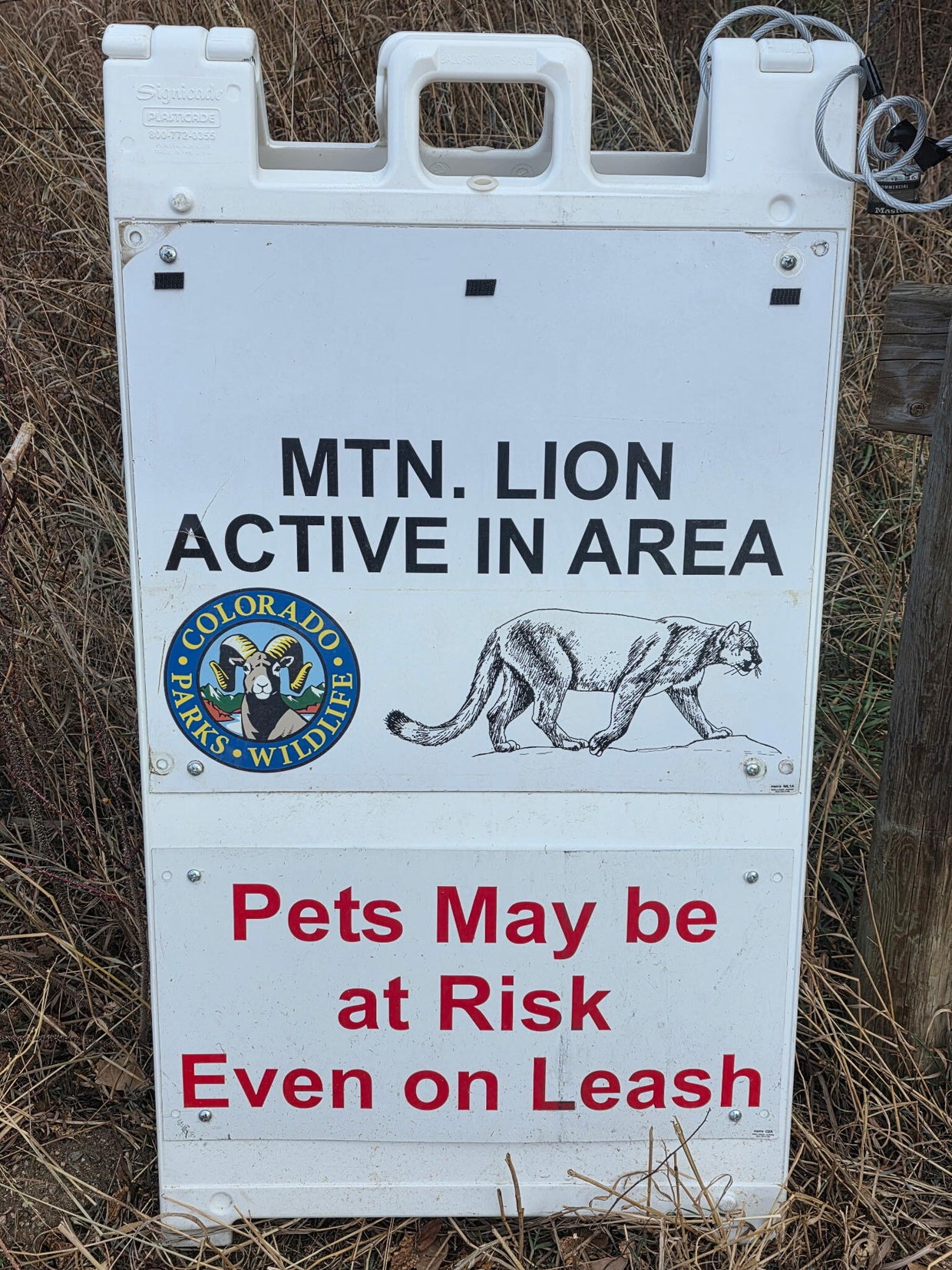 Couple surrounded by mountain lions on Northern Colorado trail before ...