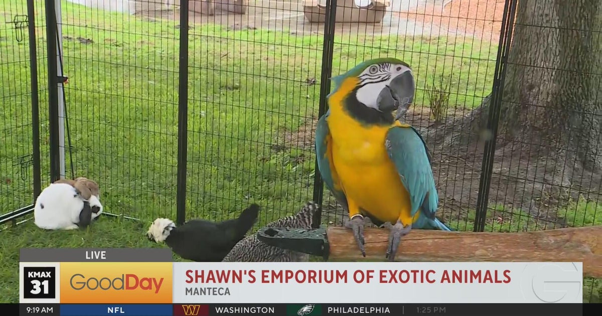 Shawn's Emporium of Exotic Animals, 9am - Good Day Sacramento