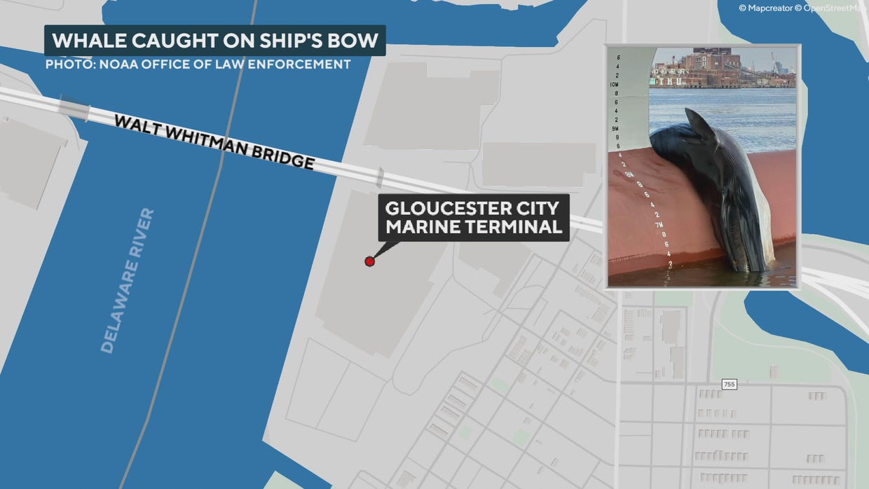 Dead whale found caught on ship in Camden County, New Jersey marine ...