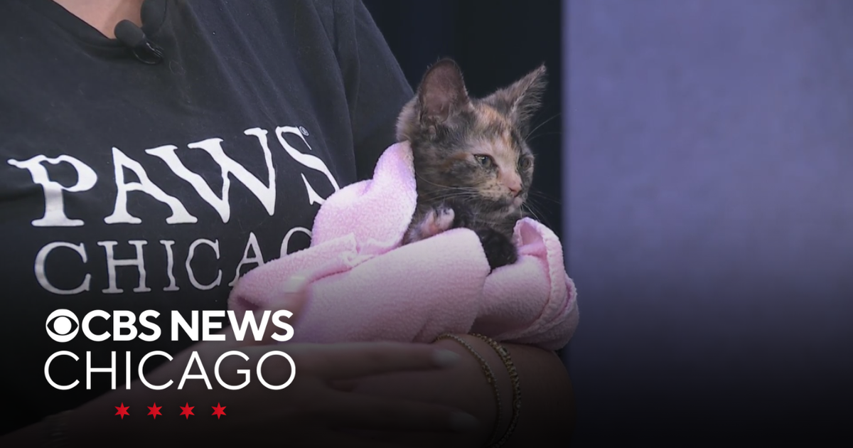 Meet Cadence, a beautiful tortoiseshell kitten who needs a home - CBS ...
