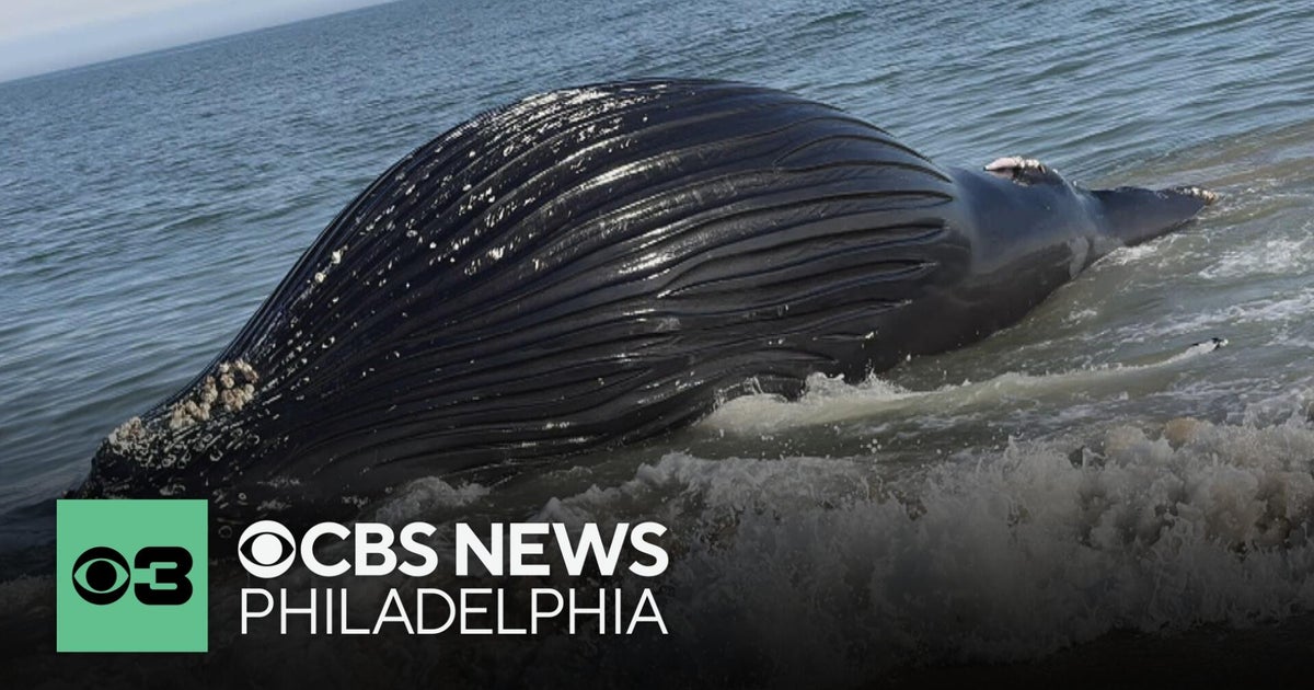 Humpback whale washes up on Bethany Beach in Delaware - CBS Philadelphia