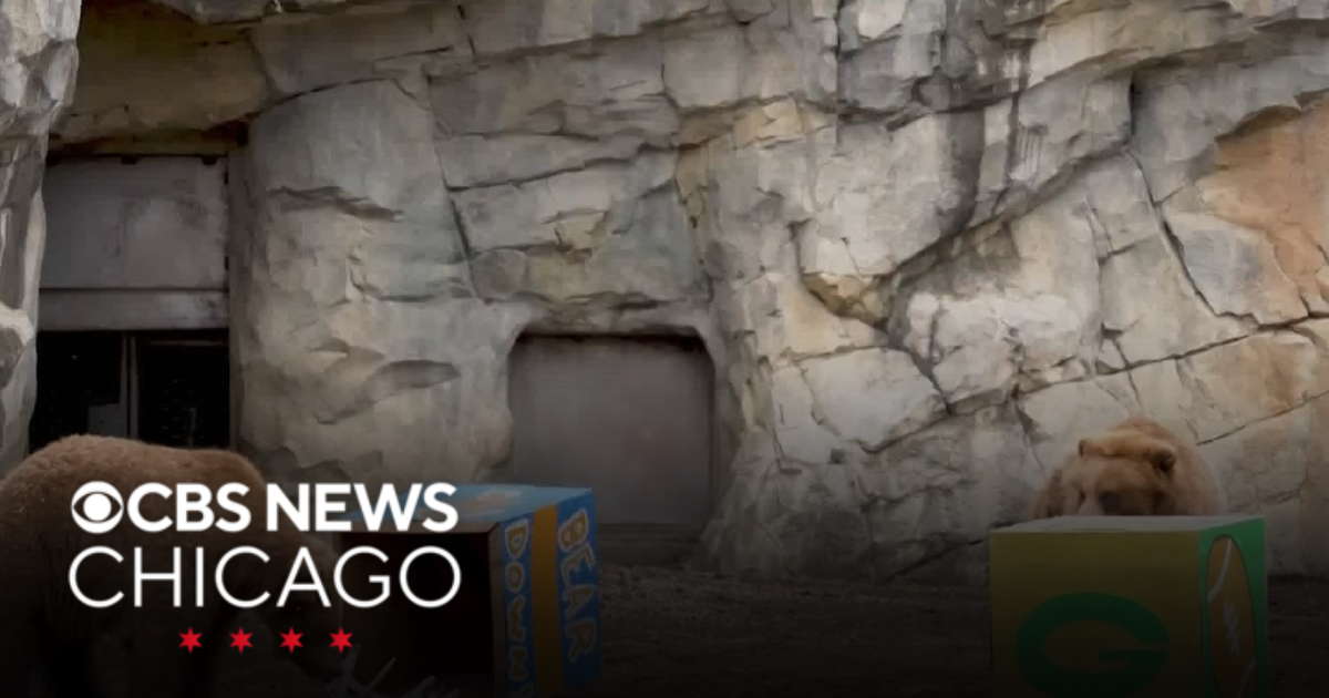 Brookfield bear siblings get in on the Bears/Packers wild-card fun ...