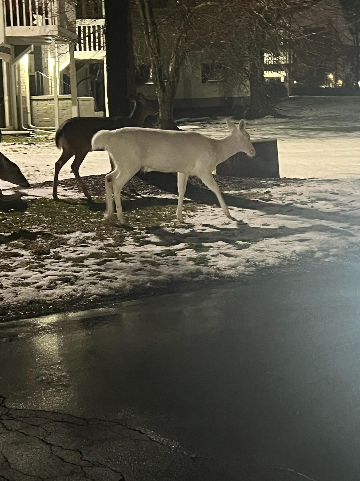 Albino deer seen among wild deer population in Farmington Hills - CBS ...