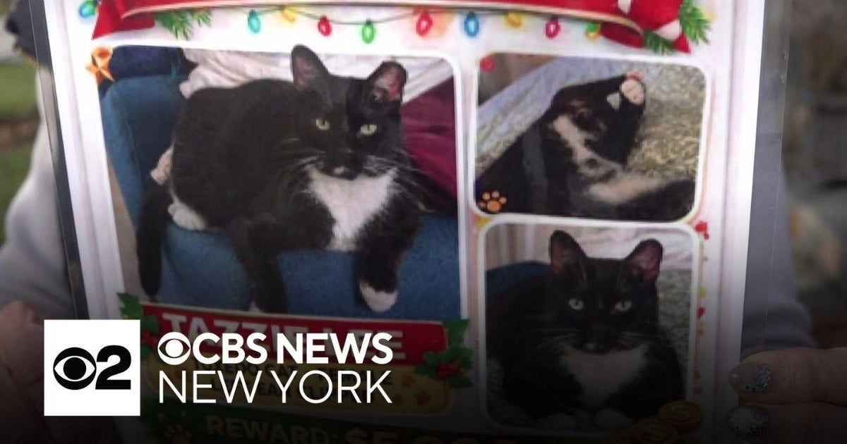 Search continues for cat that escaped carrier at JFK Airport - CBS New York