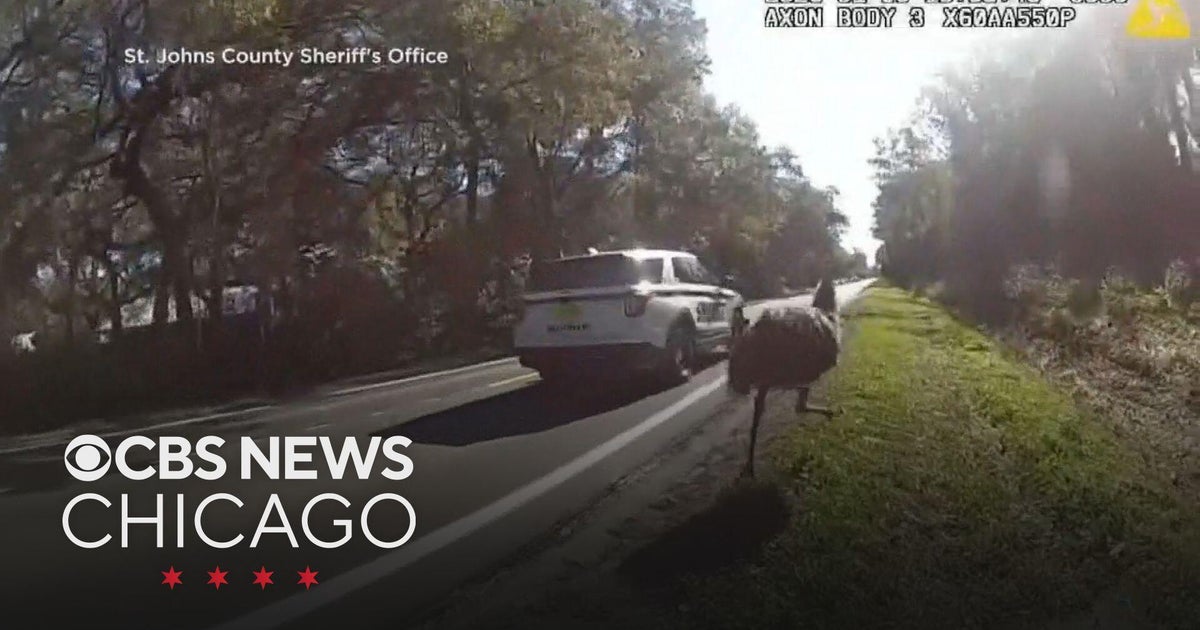 Florida deputy catches runaway emu - CBS Chicago