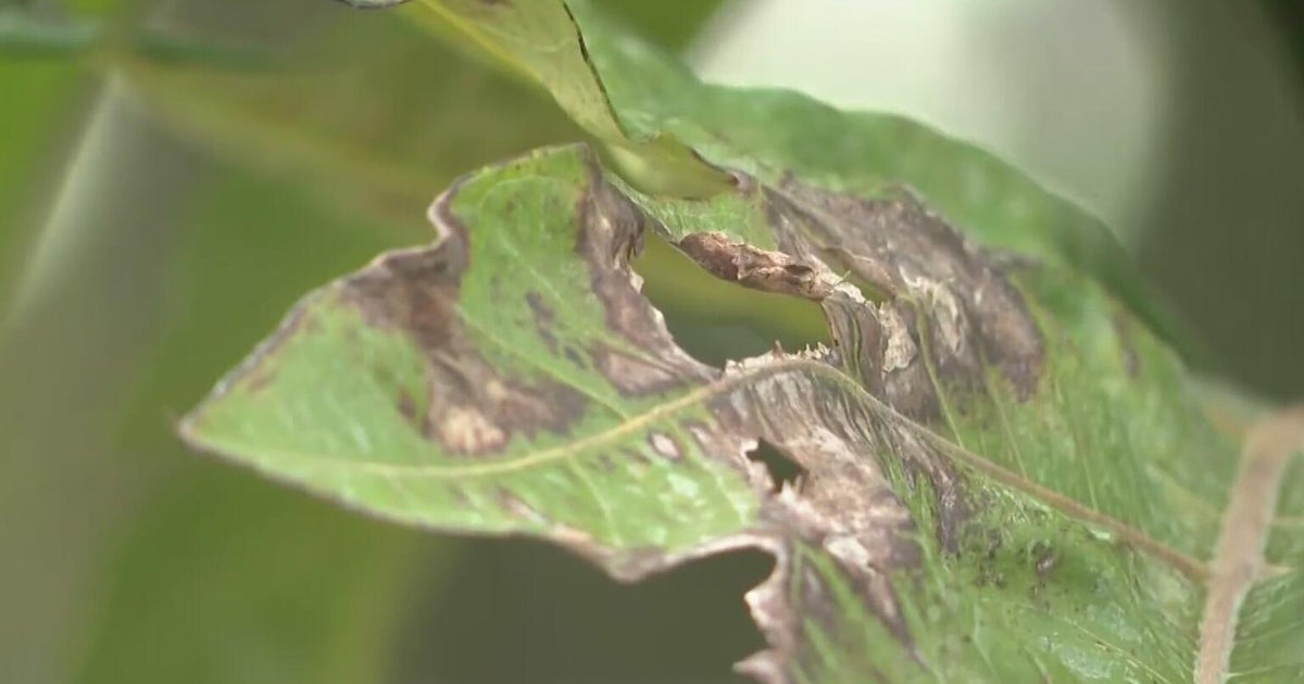 Cold weather moving through South Florida could scar and ruin plants ...