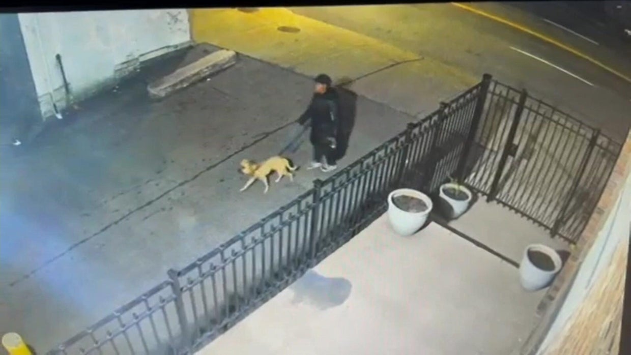 Dog abandoned with slashed throat near NY cemetery - CBS New York