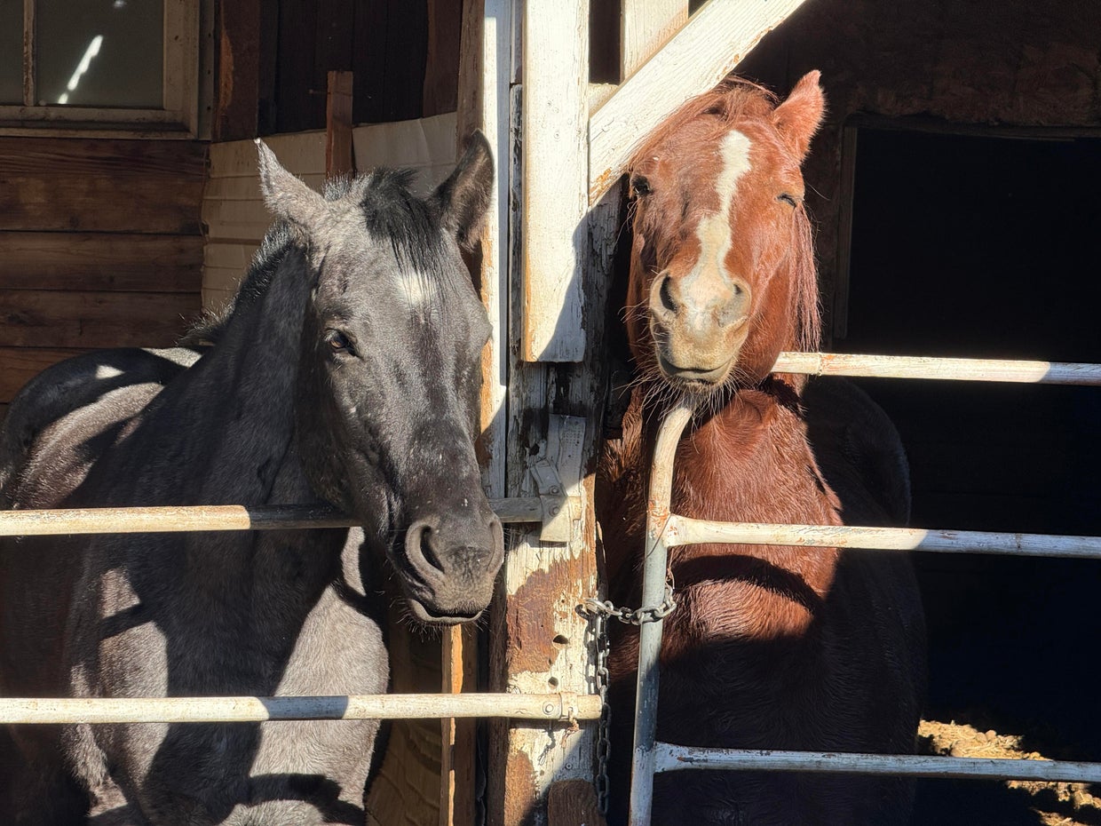 Aurora police find horses, goats and chickens during stolen vehicle ...