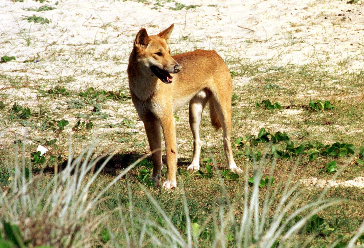 Australia kills dingoes linked to death of Canadian woman, sparking ...