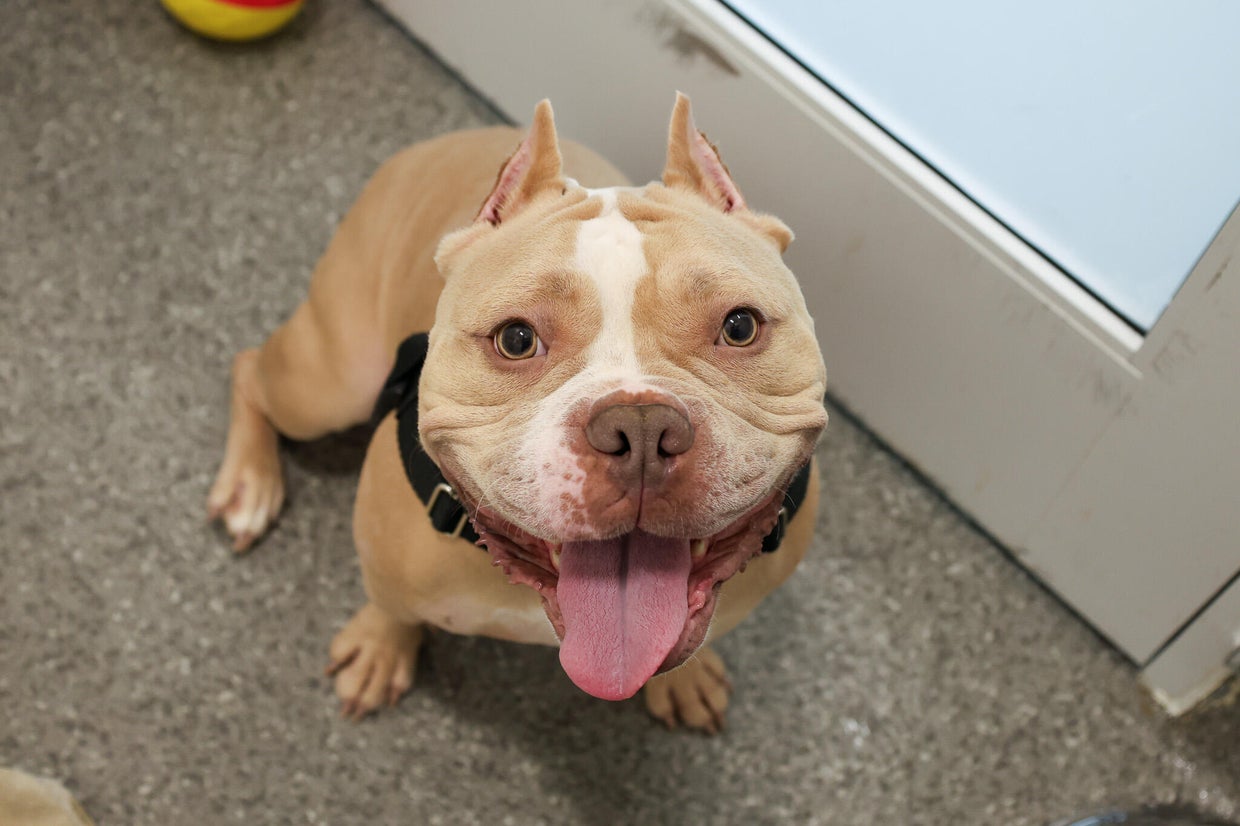 PAWS Chicago works to nurse abandoned, injured bulldog back to health ...