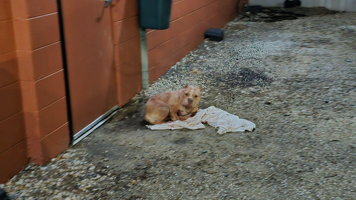 PAWS Chicago works to nurse abandoned, injured bulldog back to health ...