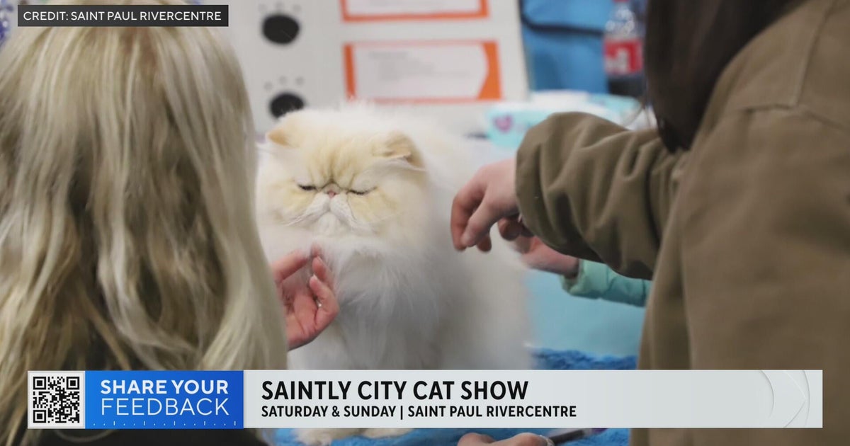 Hundreds of cats to compete in St. Paul cat show this weekend - CBS ...