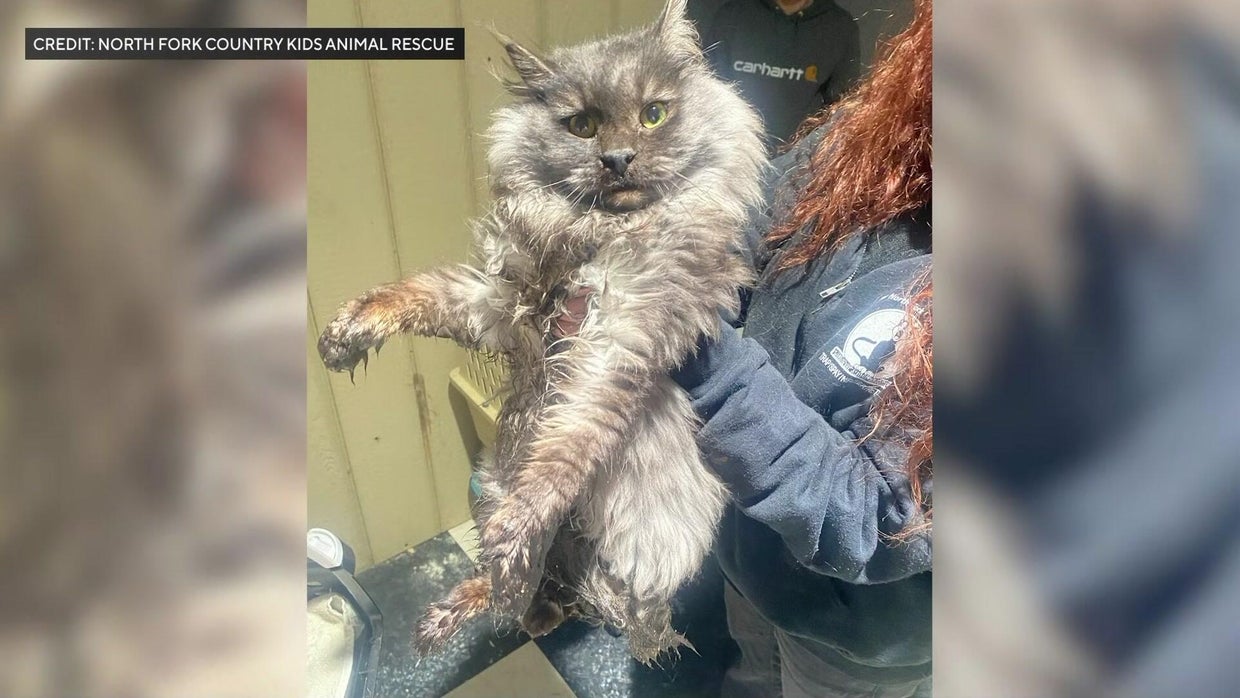 Over 100 cats rescued from deplorable conditions at Long Island home ...