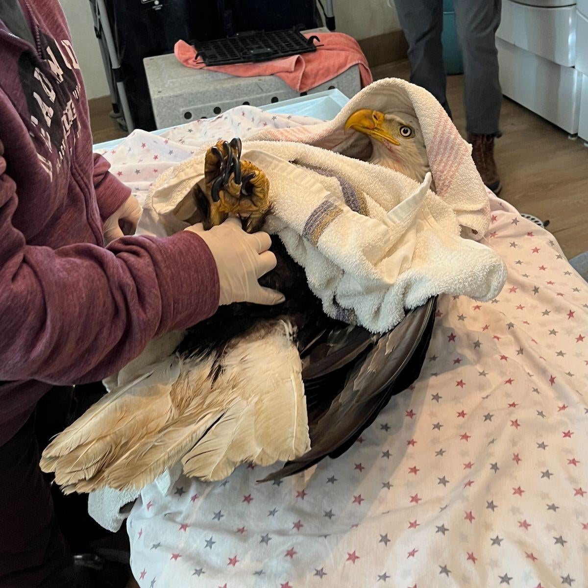 Colorado Parks and Wildlife seeking tips on shooting of bald eagle in ...