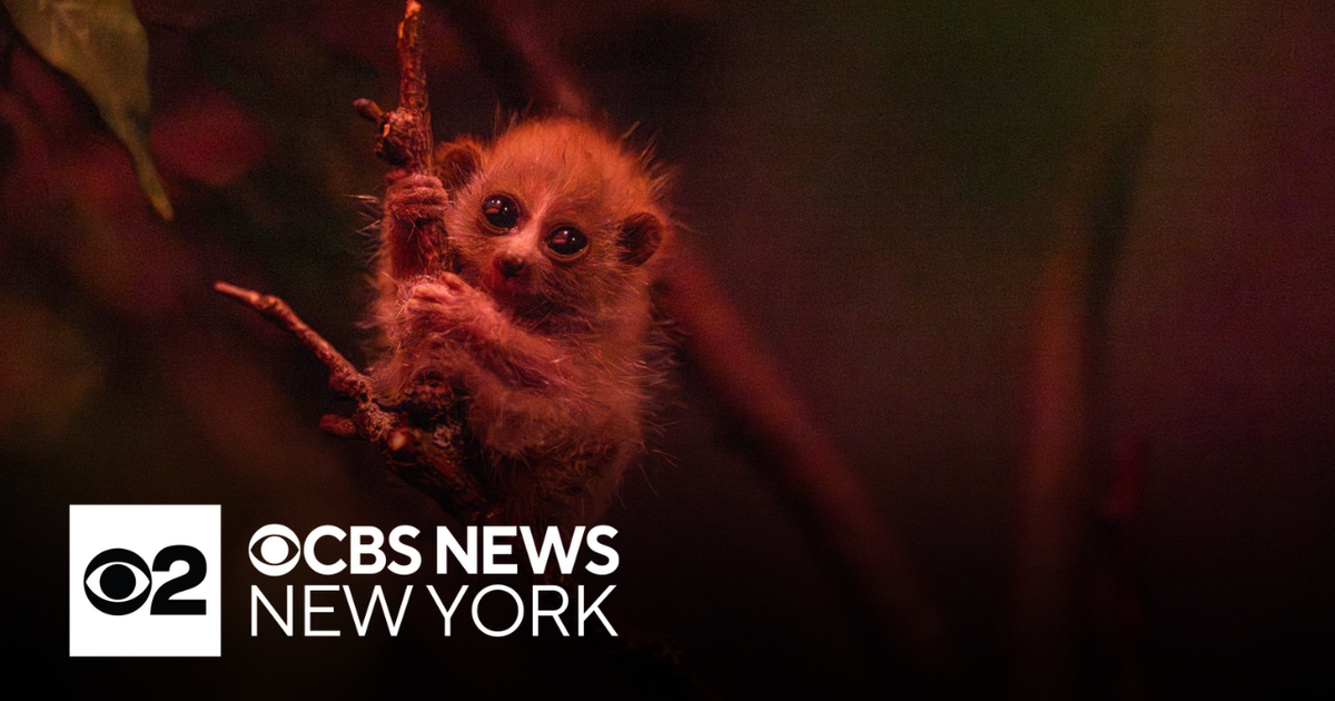 Endangered pygmy slow loris born at the Bronx Zoo - CBS New York