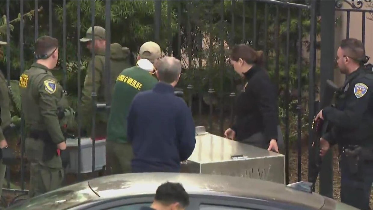 Mountain lion spotted in San Francisco's Pacific Heights neighborhood ...