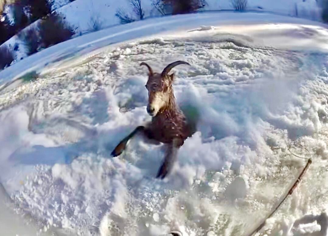 Colorado crews rescue bighorn sheep that fell through the ice on ...