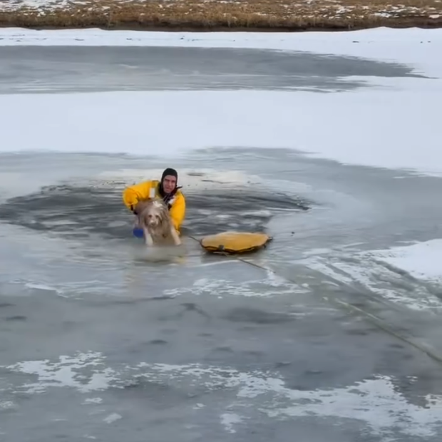 Dog rescued after falling into icy pond in Northern Colorado - CBS Colorado