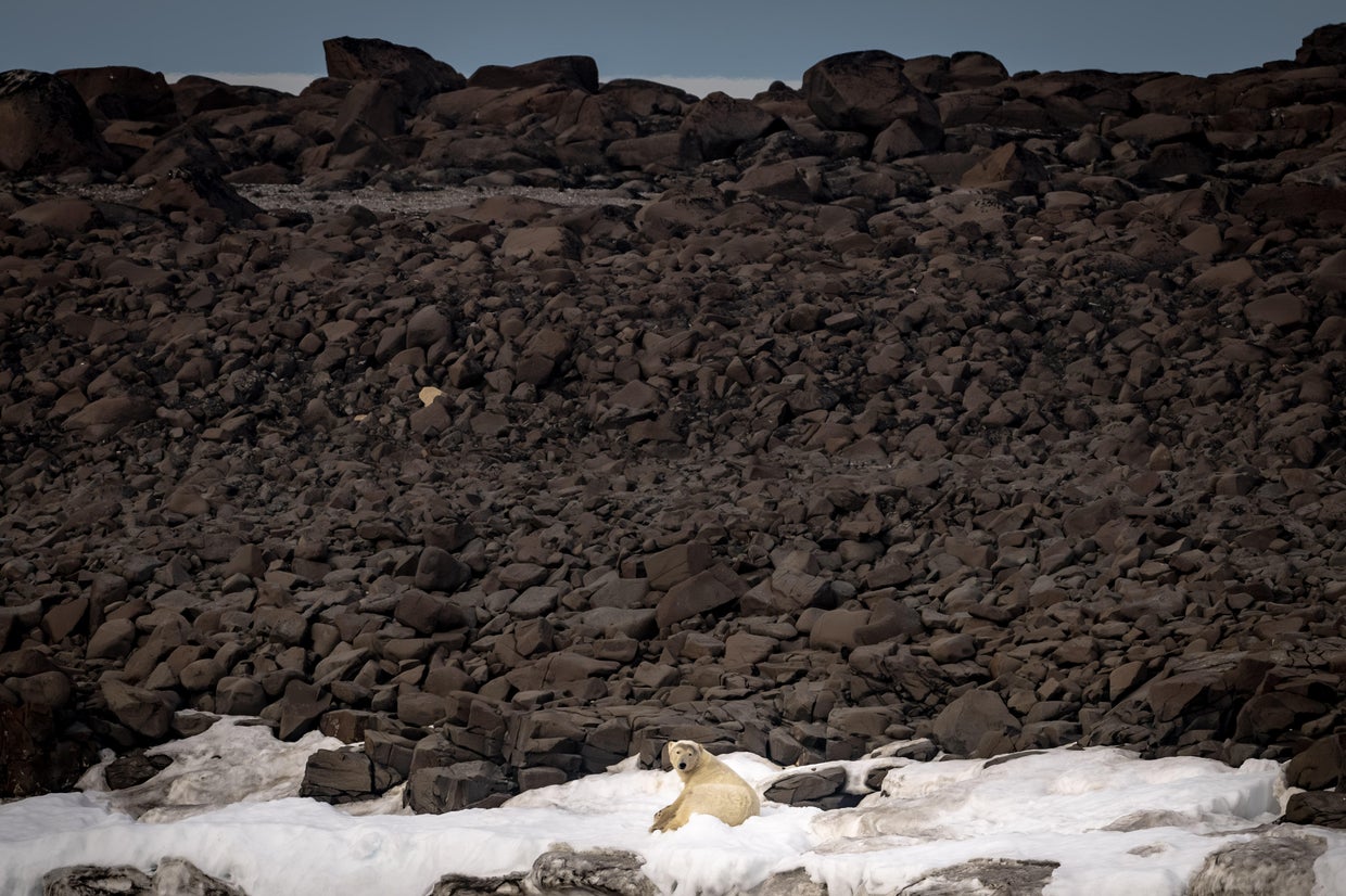 Scientists "quite surprised" to find one polar bear population thriving ...