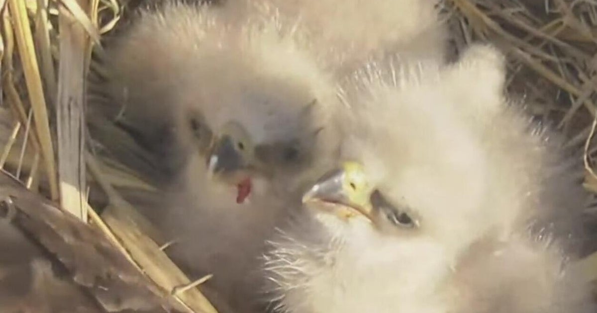2 bald eagle chicks hatch near Dallas during winter storm - CBS Texas