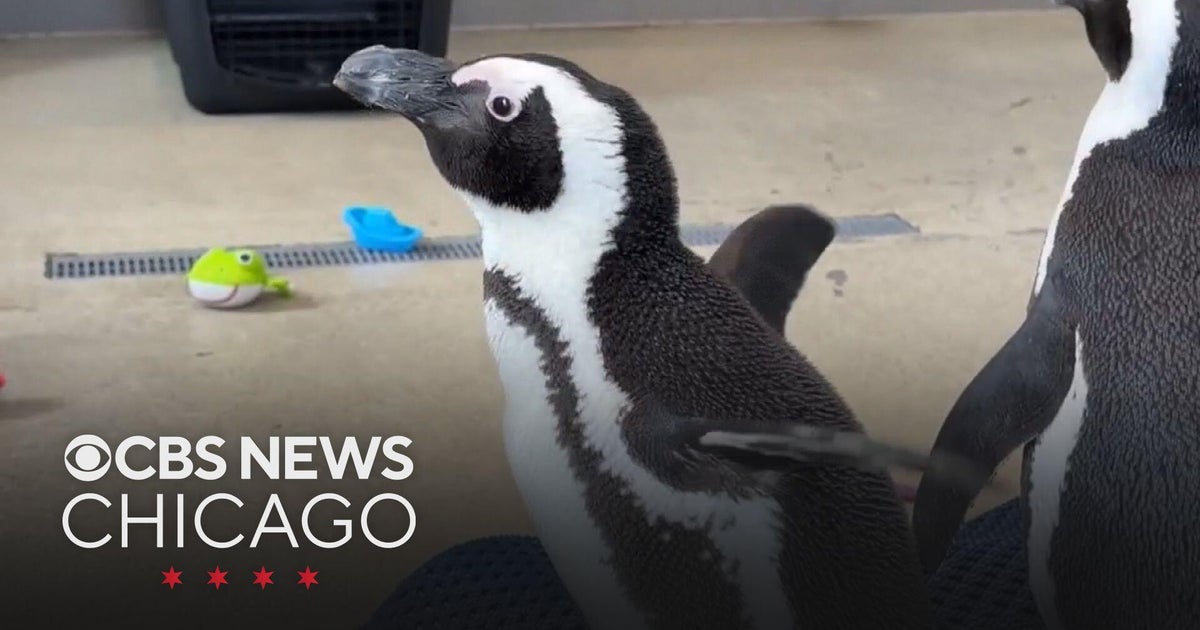 Penguins, other zoo animals stay inside to keep warm during frigid ...