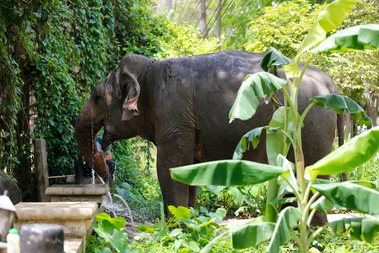 Elephant kills tourist at national park in Thailand, third fatality ...