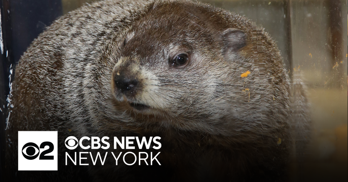 Staten Island Chuck sees his shadow on Groundhog Day 2026 - CBS New York