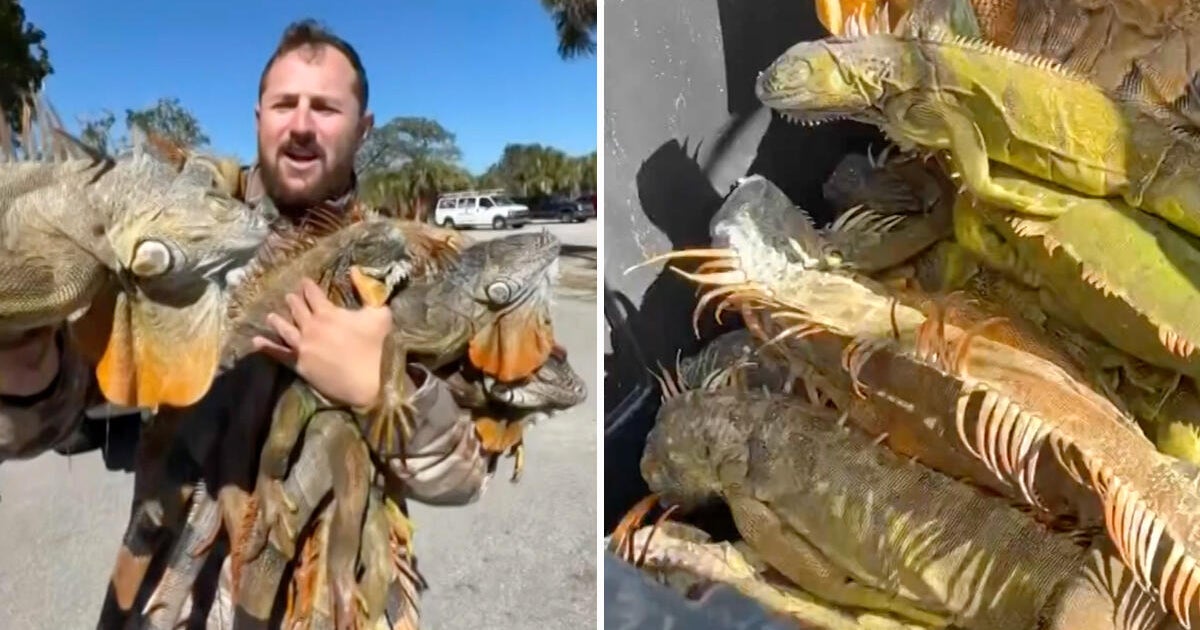 As "frozen" iguanas rain down in Florida, wildlife officials say: Don't ...