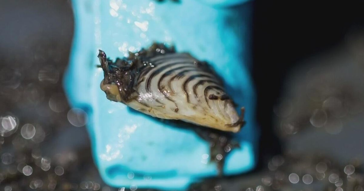 What's being done to fight the spread of golden mussels in San Joaquin ...