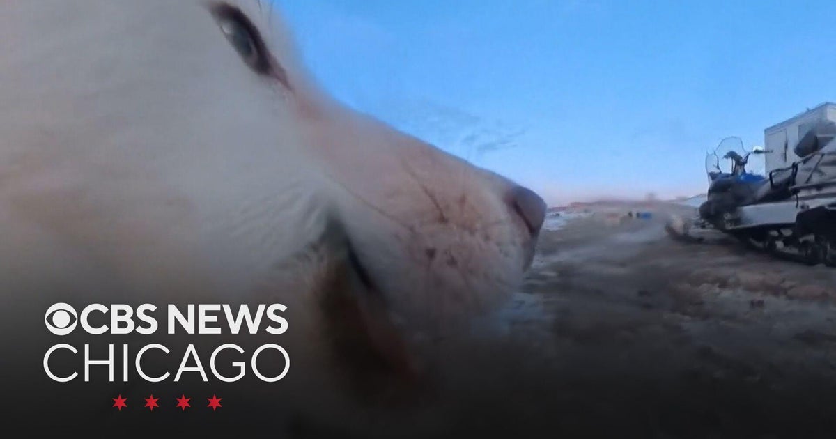 Sled dog steals camera - CBS Chicago