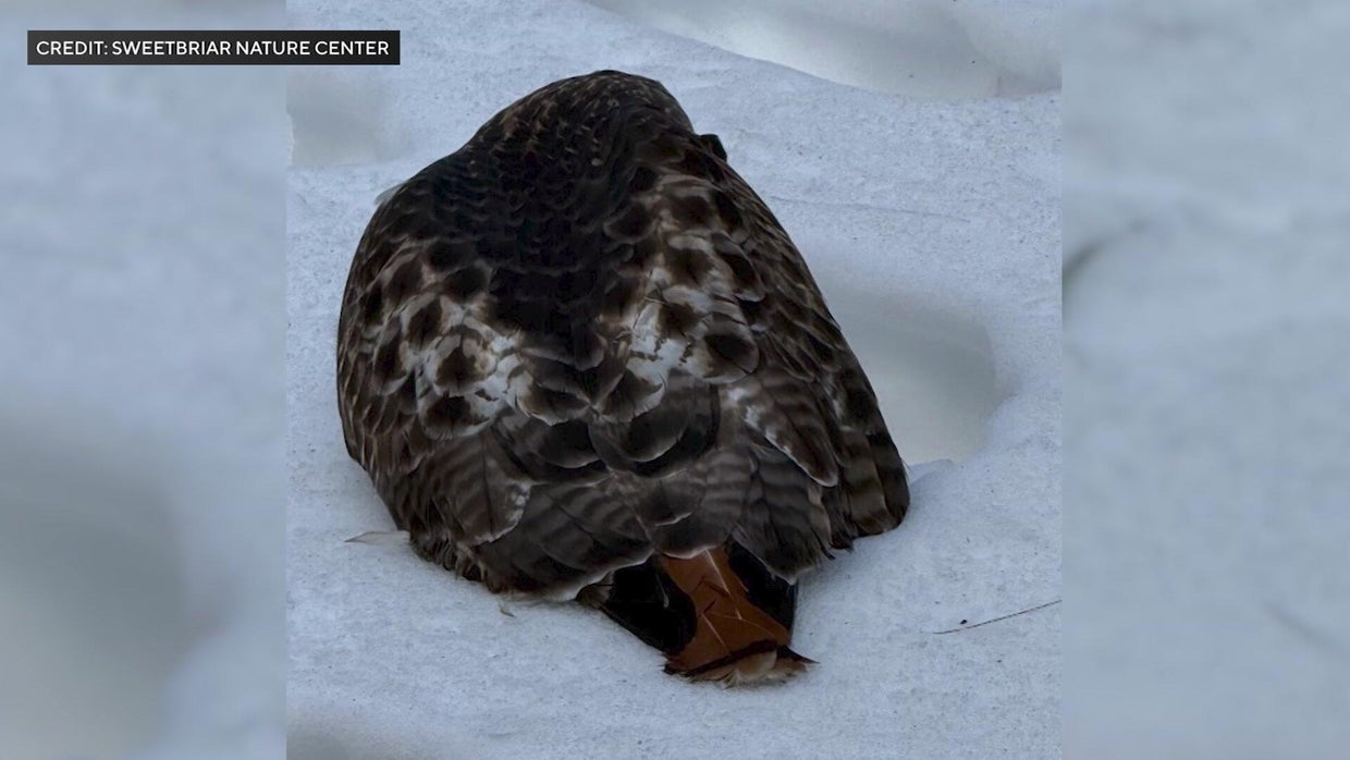 As animals freeze and starve in extreme cold, a Long Island nature ...