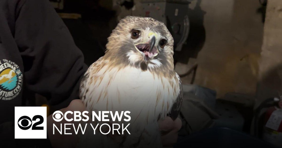 Long Island nature center rehabilitates frozen animals in harsh winter ...