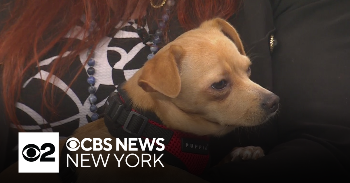 Furry Friend Finder: Meet Tinker Bell the Chihuahua mix - CBS New York