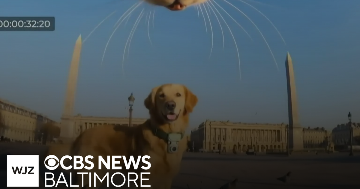 GlocalMe releases collar-mounted smartphones for dogs and cats - CBS ...
