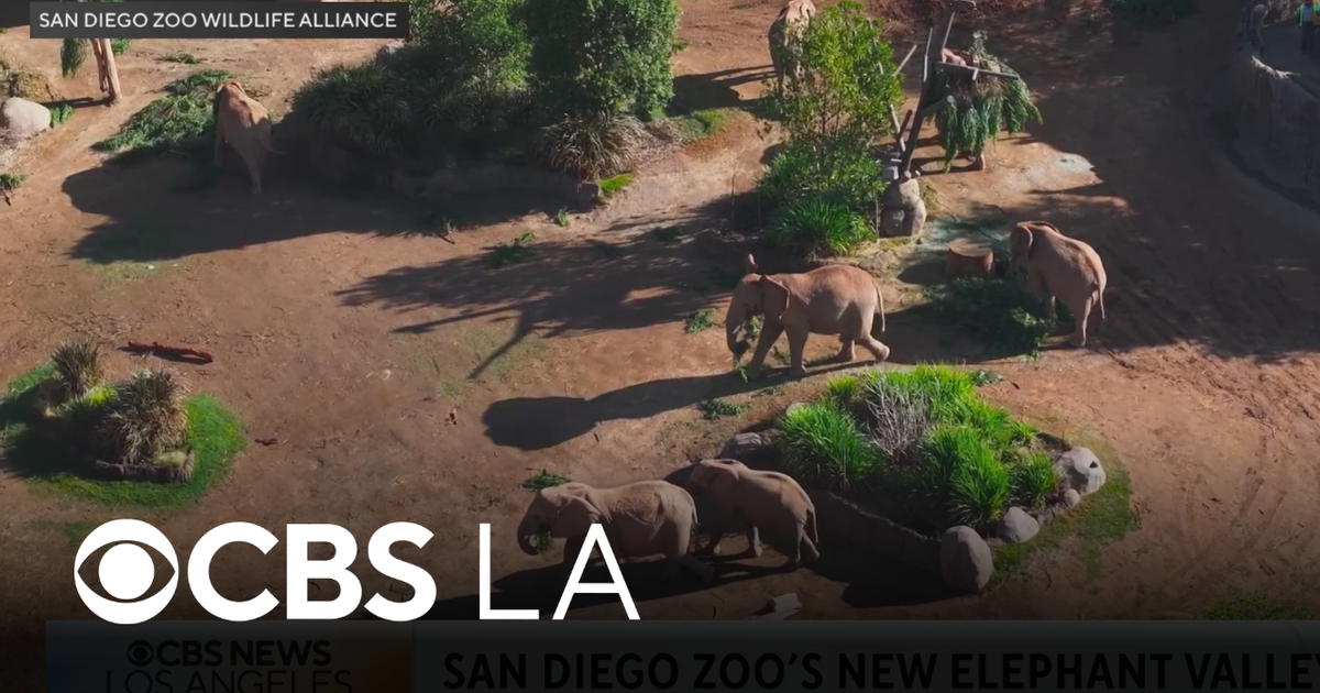 San Diego Zoo Safari Park's Denny Sanford Elephant Valley allows guests ...