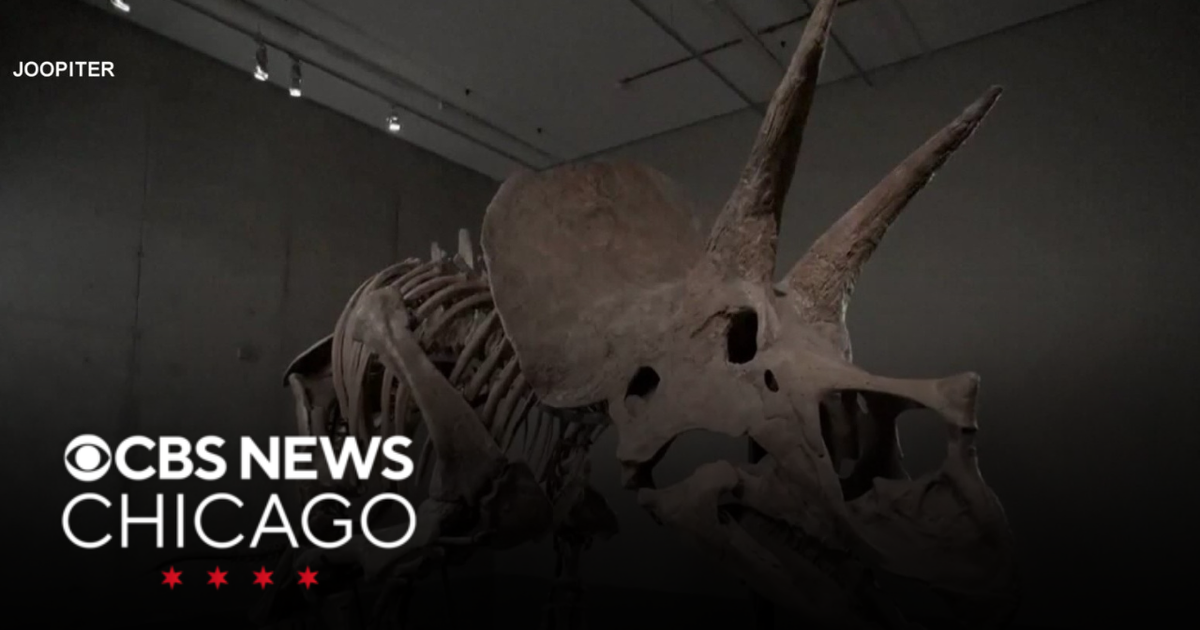 66-million-year-old triceratops fossil heading to auction - CBS Chicago