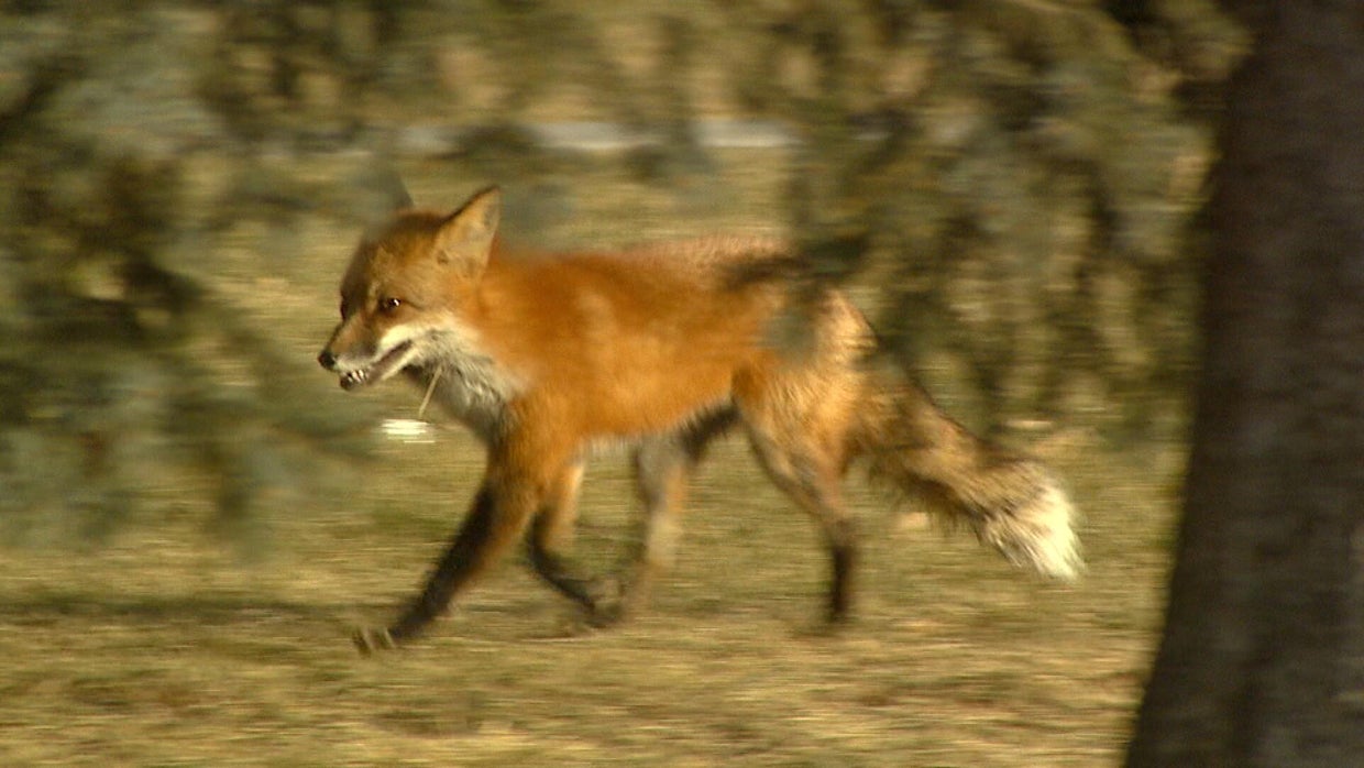 Colorado Parks and Wildlife advances controversial fur ban petition ...
