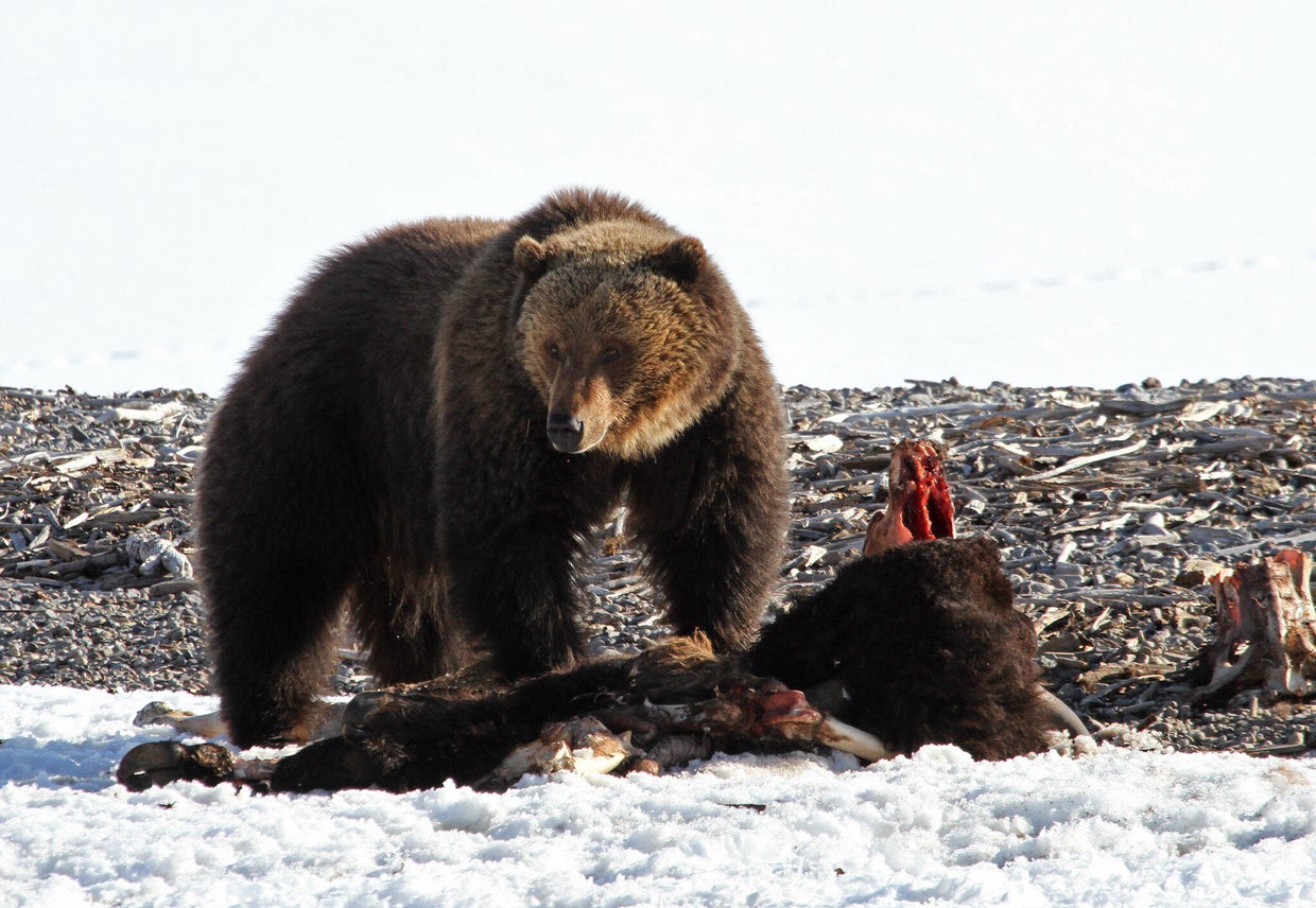 First grizzly of 2026 spotted at Yellowstone, feeding on bison carcass ...