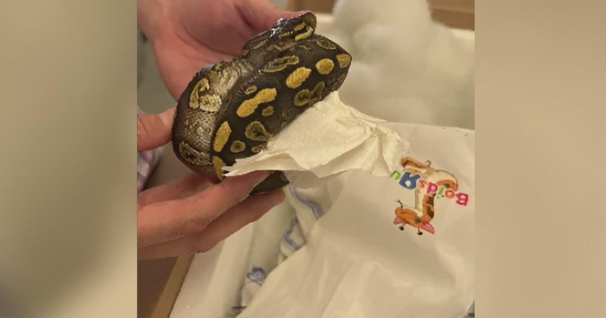 Border Patrol seize 39 live pythons hidden in tractor attempting to ...