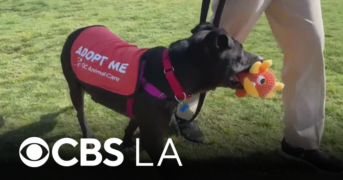 Orange County's "Dog's Day Out" program hopes to increase pet adoptions ...