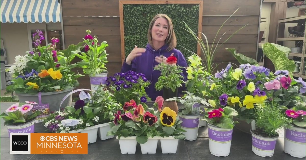 Plants you can deploy outdoors to brighten up the early stages of ...