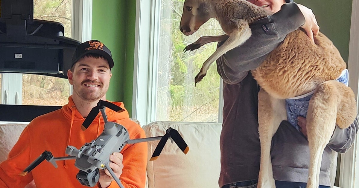 Chesney the kangaroo scales tall fence and flees Wisconsin petting zoo ...