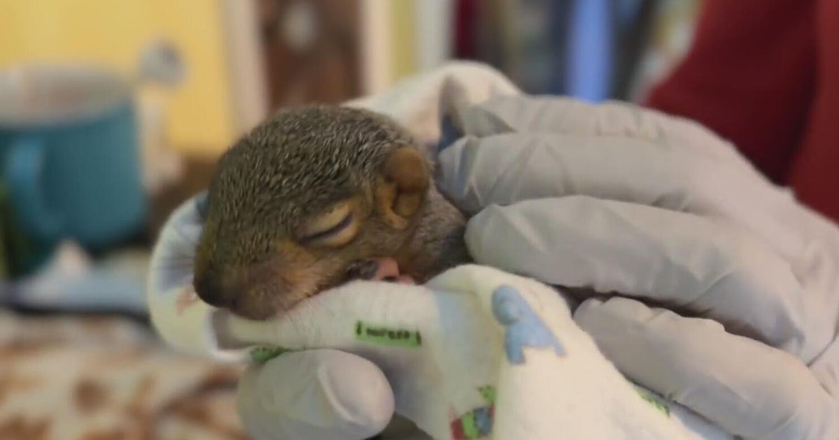 Baby squirrels being cared for by Bay Area volunteers - CBS San Francisco