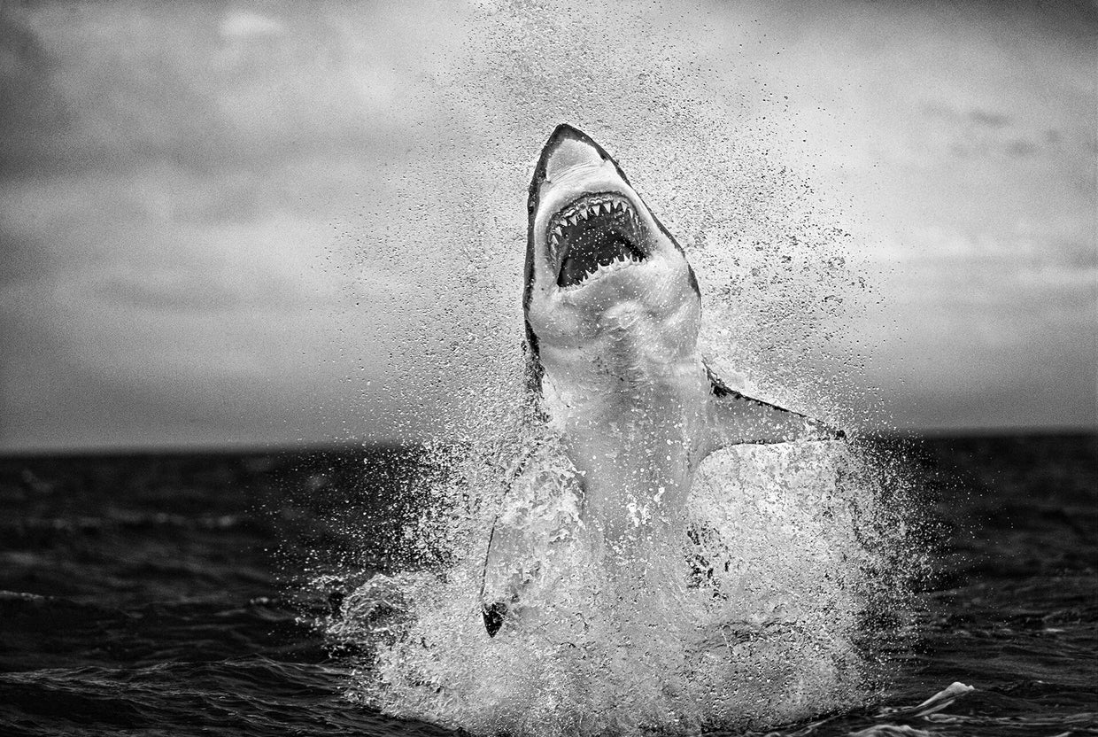 How wildlife photographer Chris Fallows captures the natural world ...