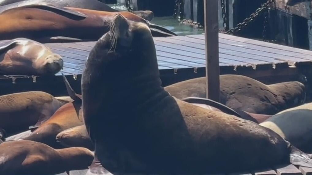 Chonkers The Massive Sea Lion Becomes Star At San Francisco S Pier 39