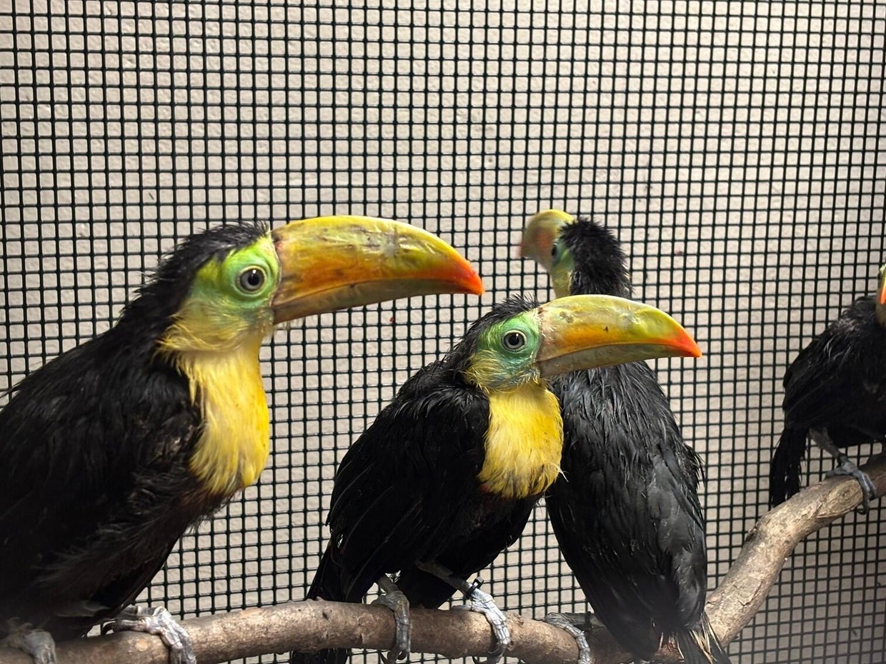 Bronx Zoo rehabilitates 14 toucans found hidden in car dashboard at US ...
