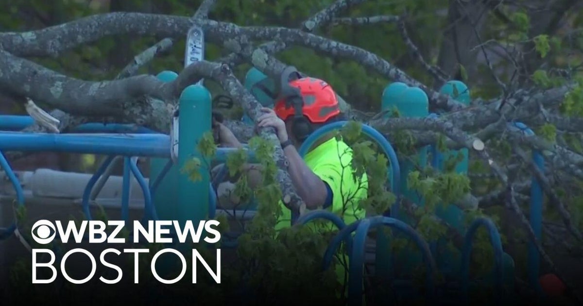 Boy dies from injuries after tree falls on playground at Massachusetts ...